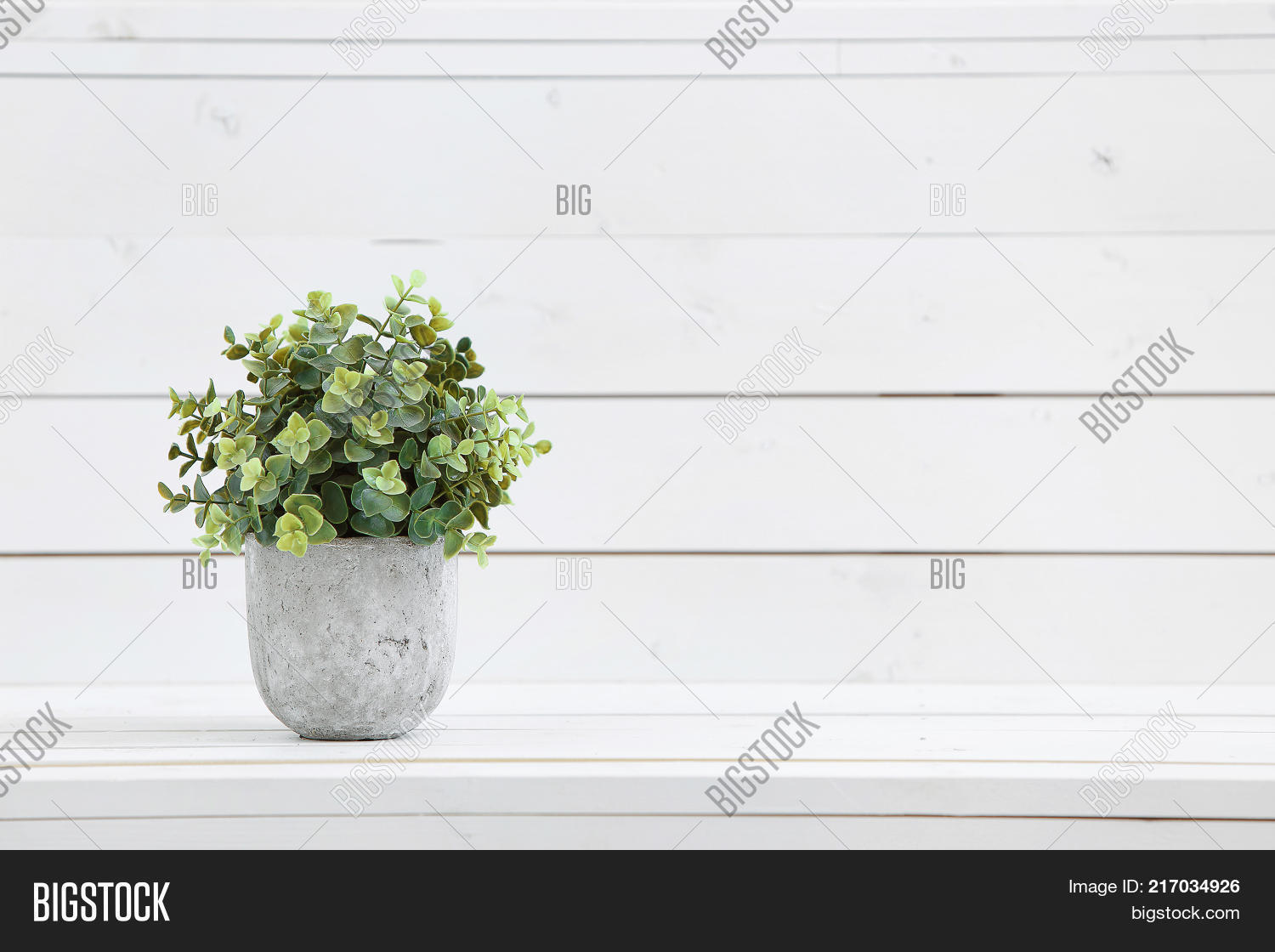 Pot Plants White Pots Image & Photo (Free Trial) | Bigstock