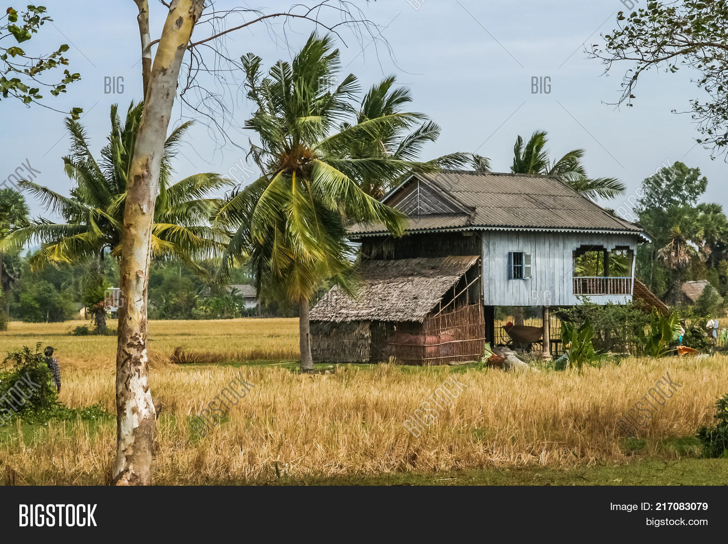 Single Primitive Image & Photo (Free Trial) | Bigstock