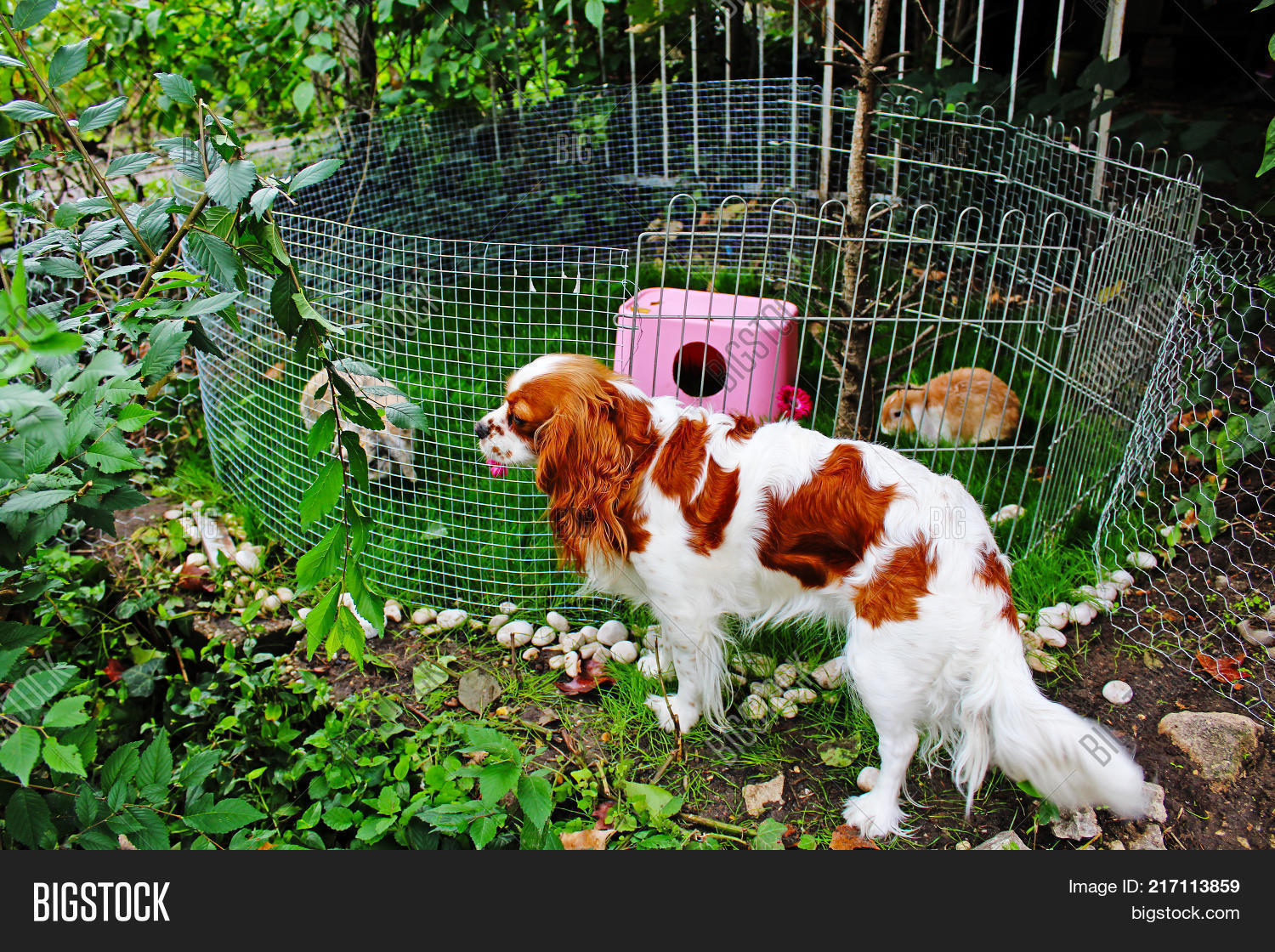 Cute Pet Rabbit Image & Photo (Free Trial) | Bigstock