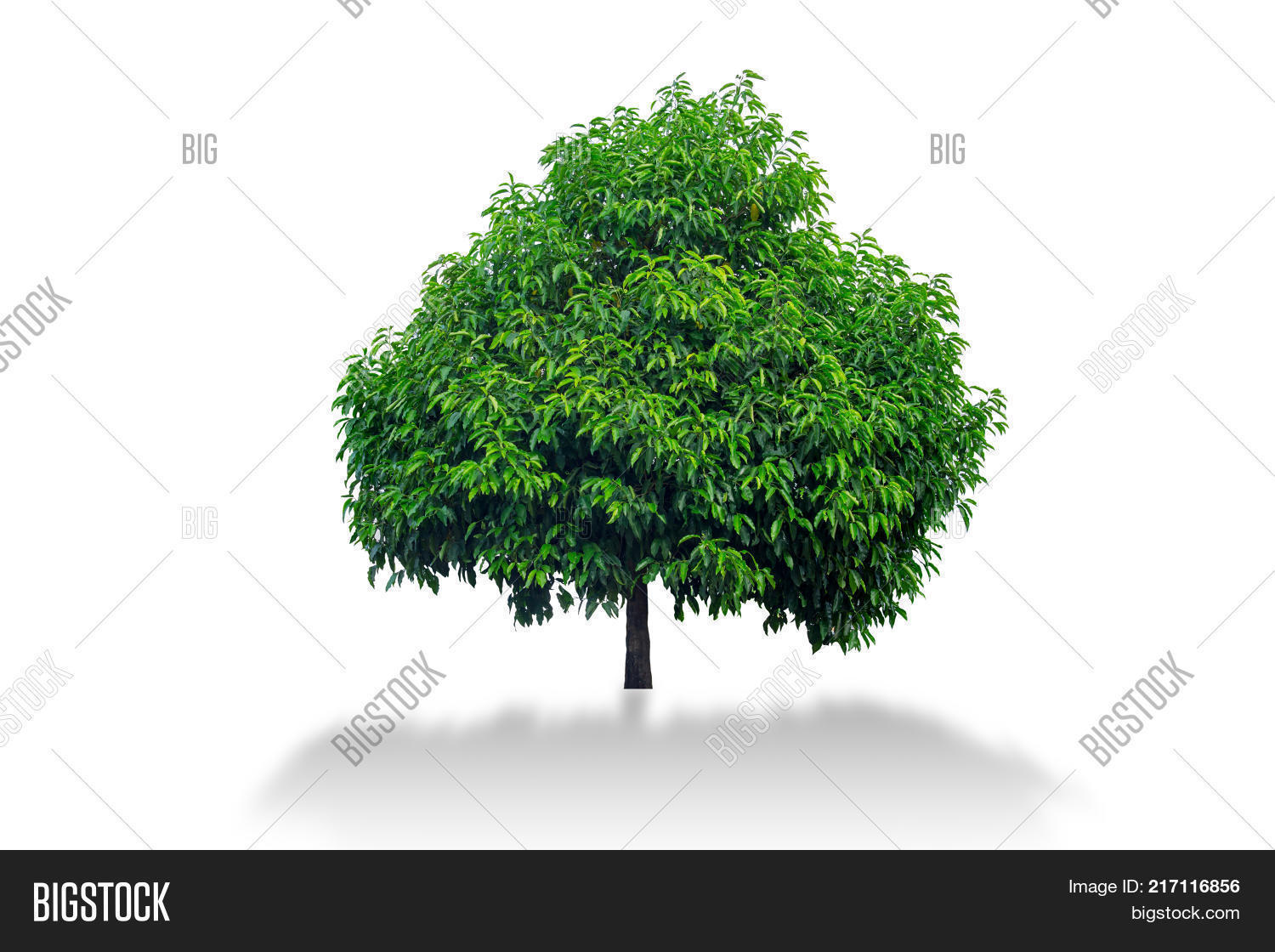 Mimusops Elengi Tree Image & Photo (Free Trial) | Bigstock