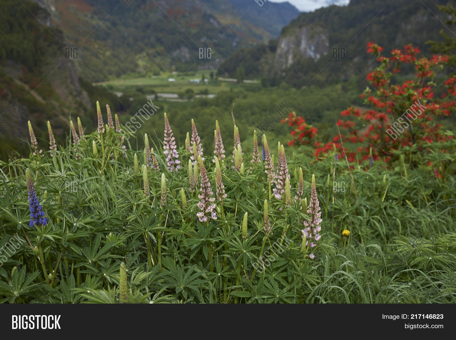 Spring Flowers Valley Image & Photo (Free Trial) | Bigstock