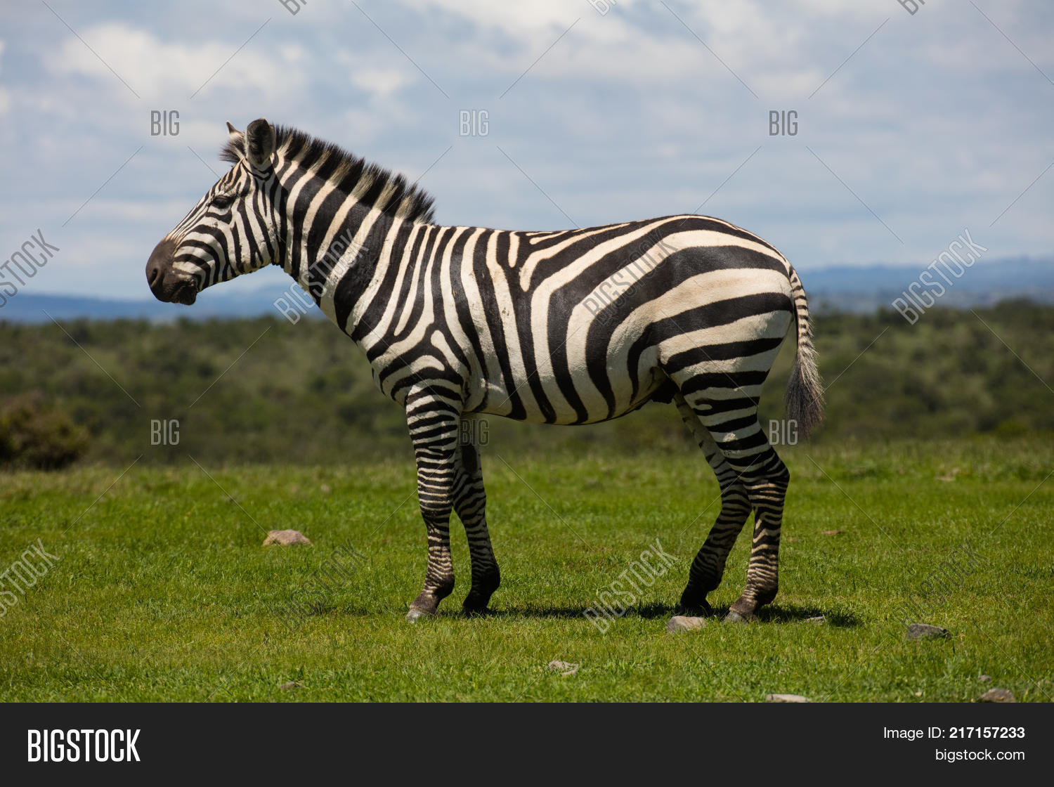 Male Plains Zebra Image & Photo (Free Trial) | Bigstock