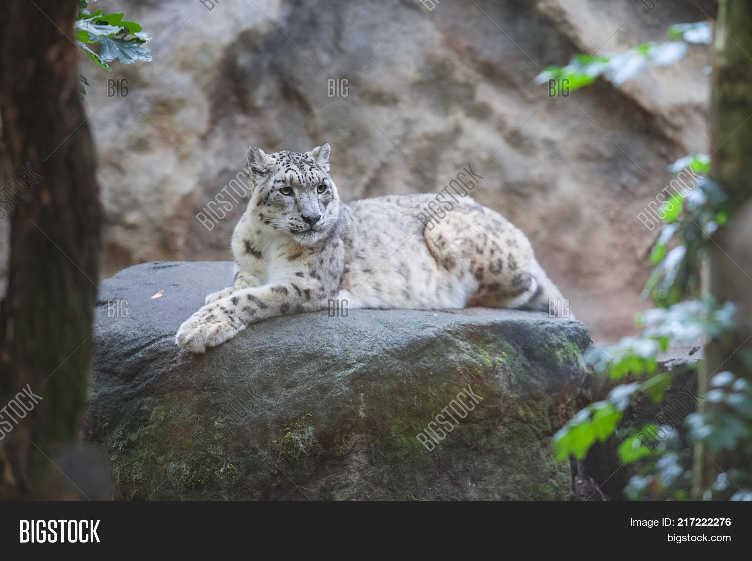 Snow Leopard Full View