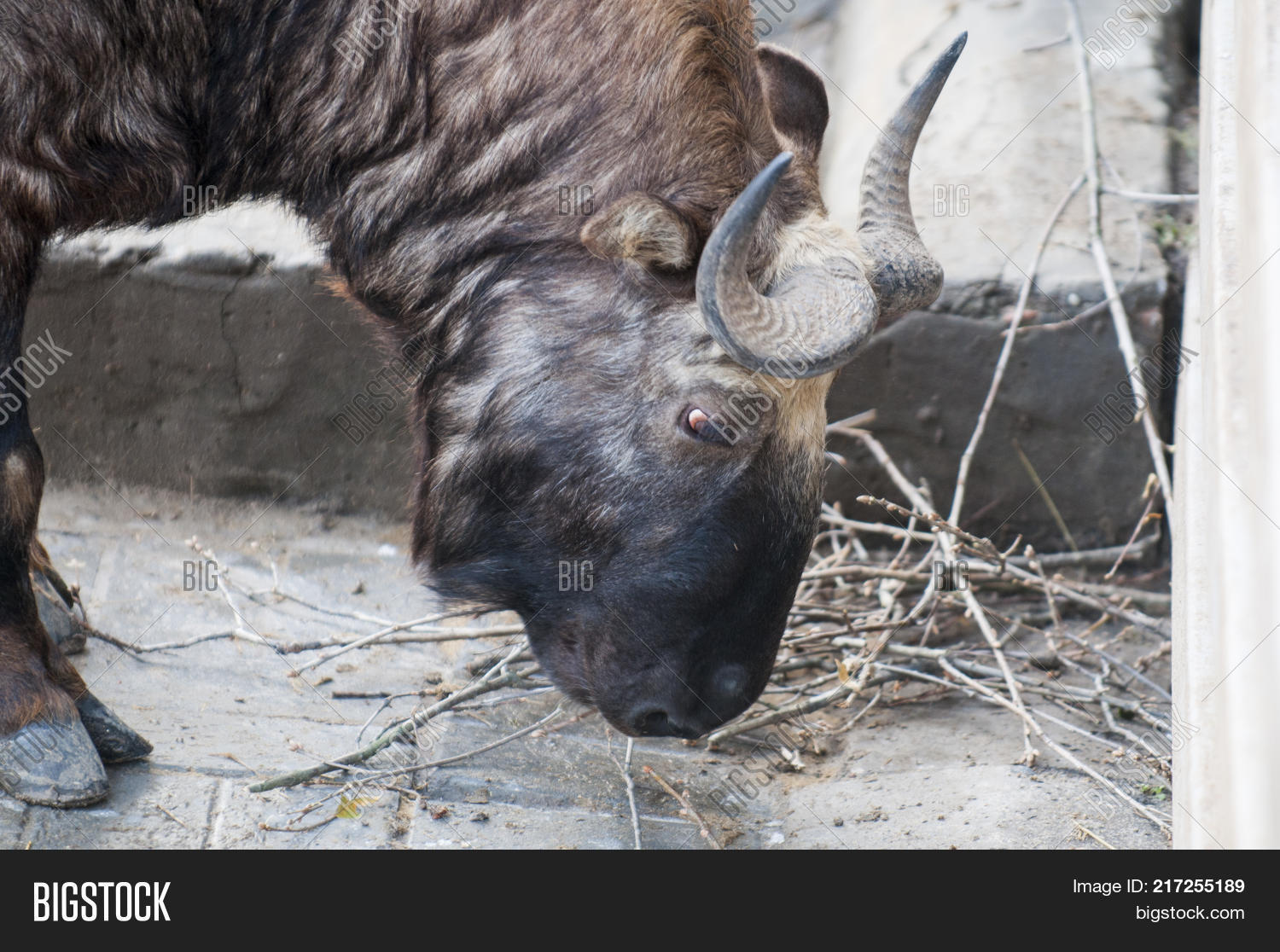 Takin Common Mountains Image & Photo (Free Trial) | Bigstock
