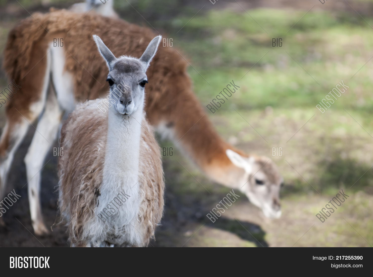 Guanaco Mammal Genus Image & Photo (Free Trial) | Bigstock