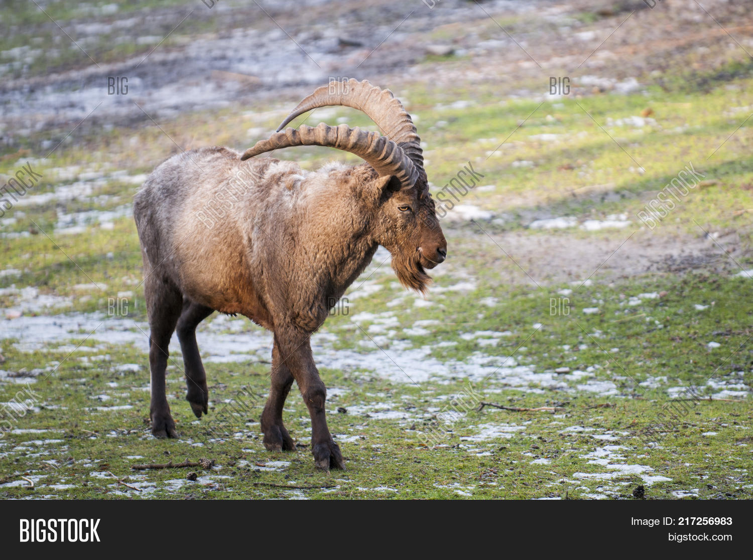 Ibex Persa