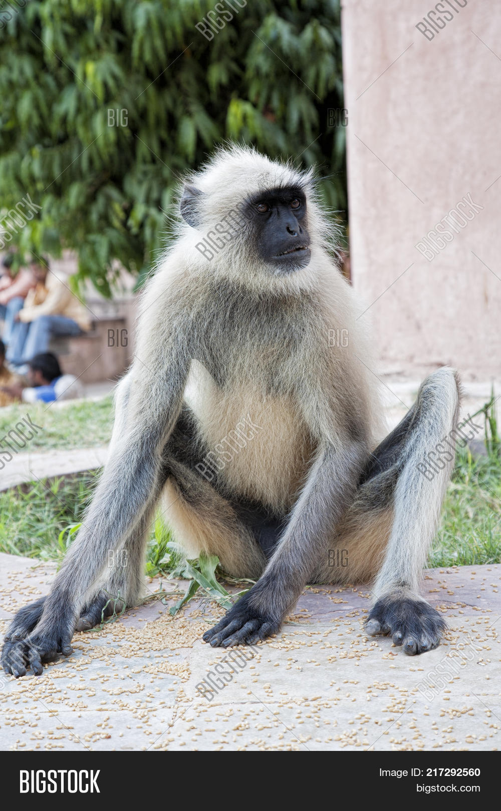 Gray Langur Monkey Image & Photo (Free Trial) | Bigstock