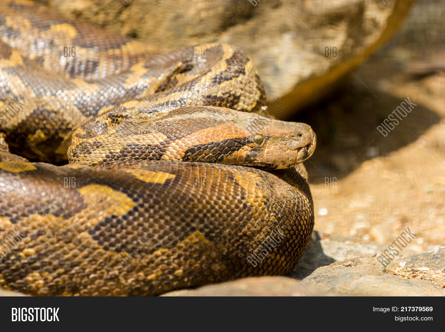 Indian Rock Python Image & Photo (Free Trial) | Bigstock