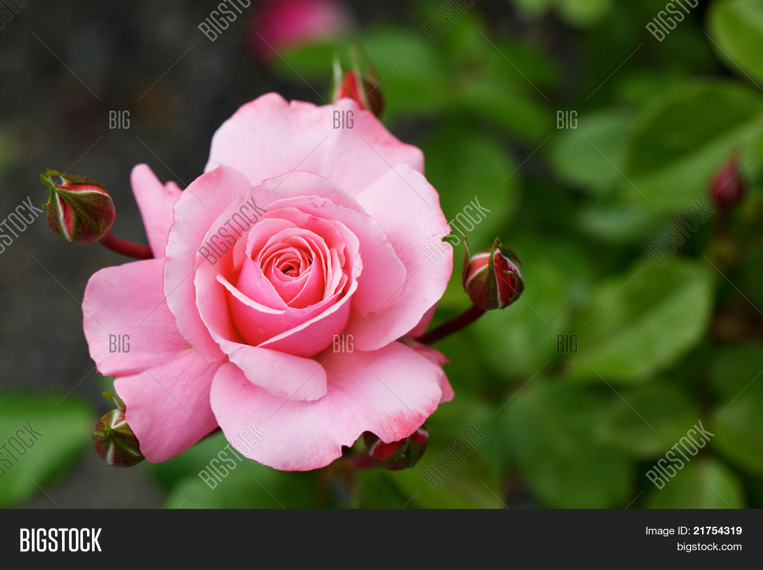 Pink Rose Candy Stripe Image & Photo (Free Trial) | Bigstock