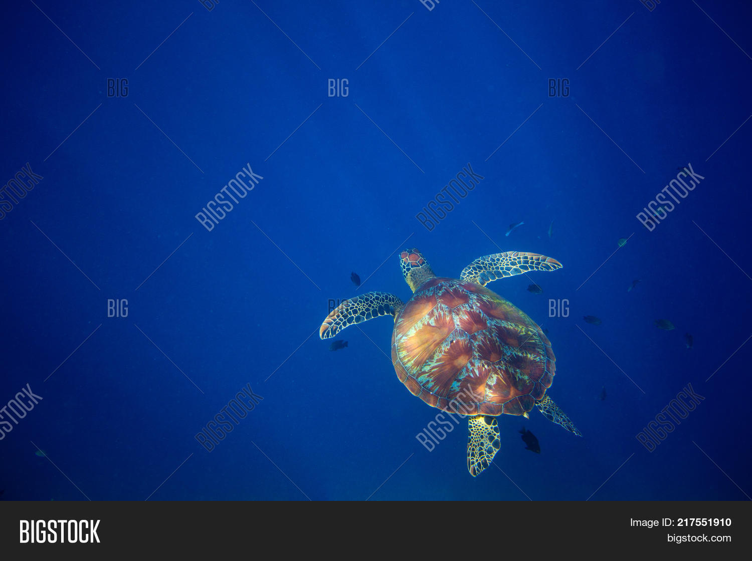 Wild Sea Turtle Blue Image & Photo (Free Trial) | Bigstock