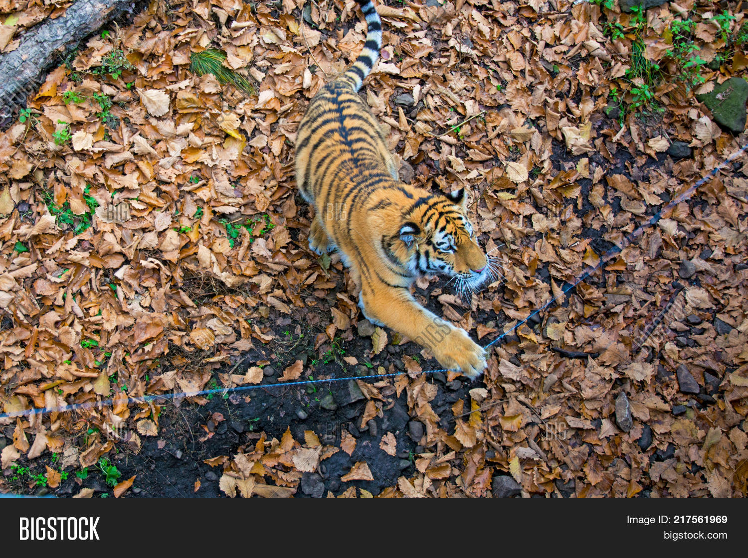 Great Siberian Tiger, Image & Photo (Free Trial) | Bigstock