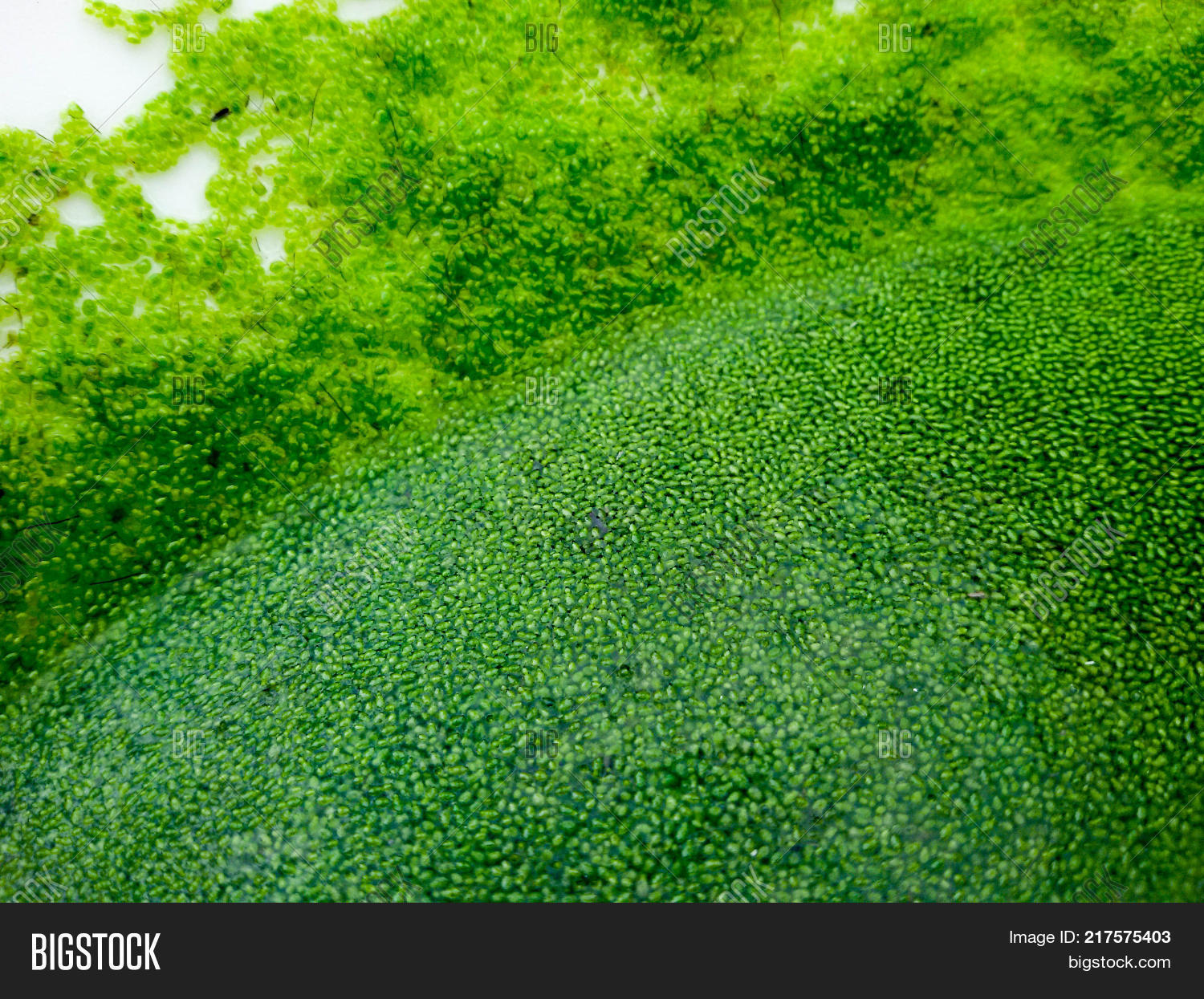 Wolffia Globosa. Image & Photo (Free Trial) | Bigstock