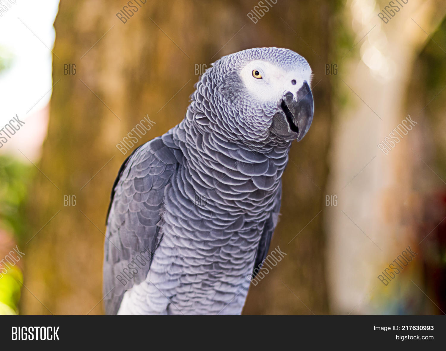 Parrot Gray Jaco Close Image & Photo (Free Trial) | Bigstock