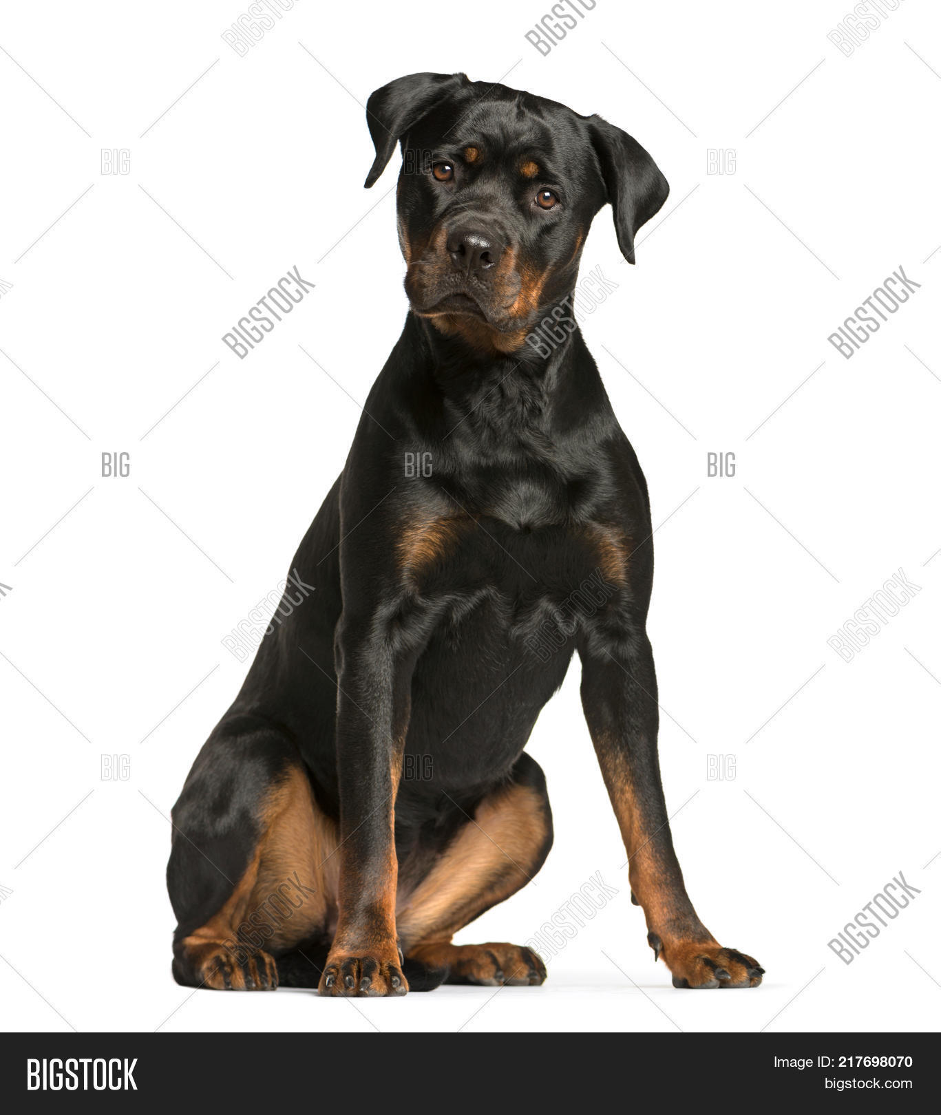 Rottweiler Dog, Guard Image & Photo (Free Trial) | Bigstock