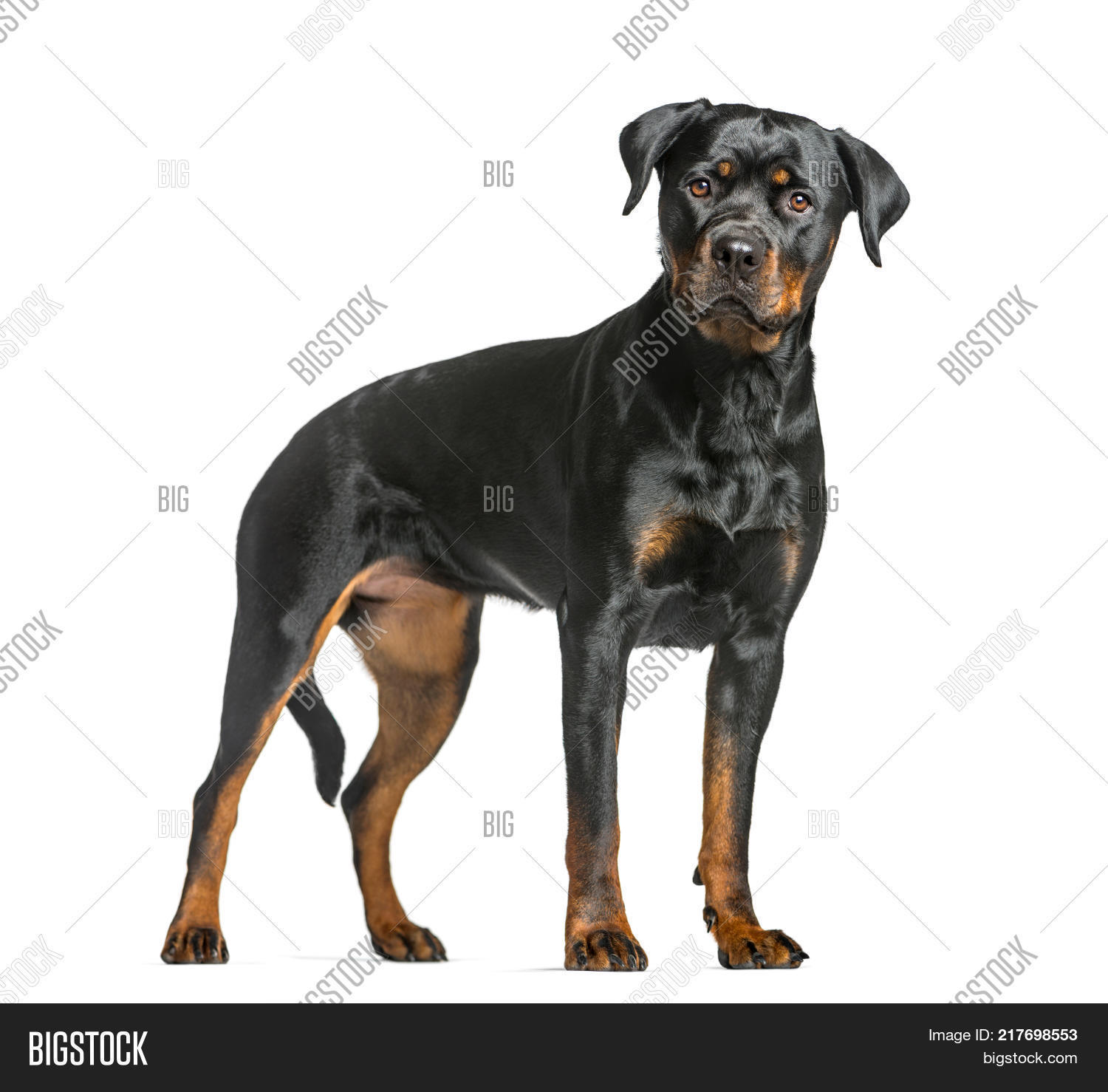Rottweiler Dog, Guard Image & Photo (Free Trial) | Bigstock