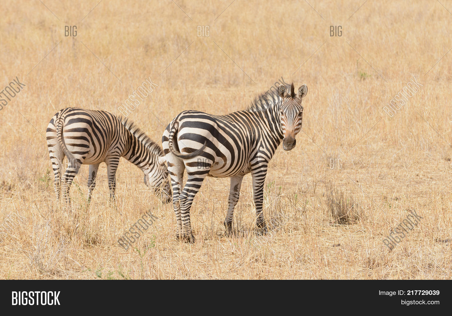 Closeup Burchell's Image & Photo (Free Trial) | Bigstock