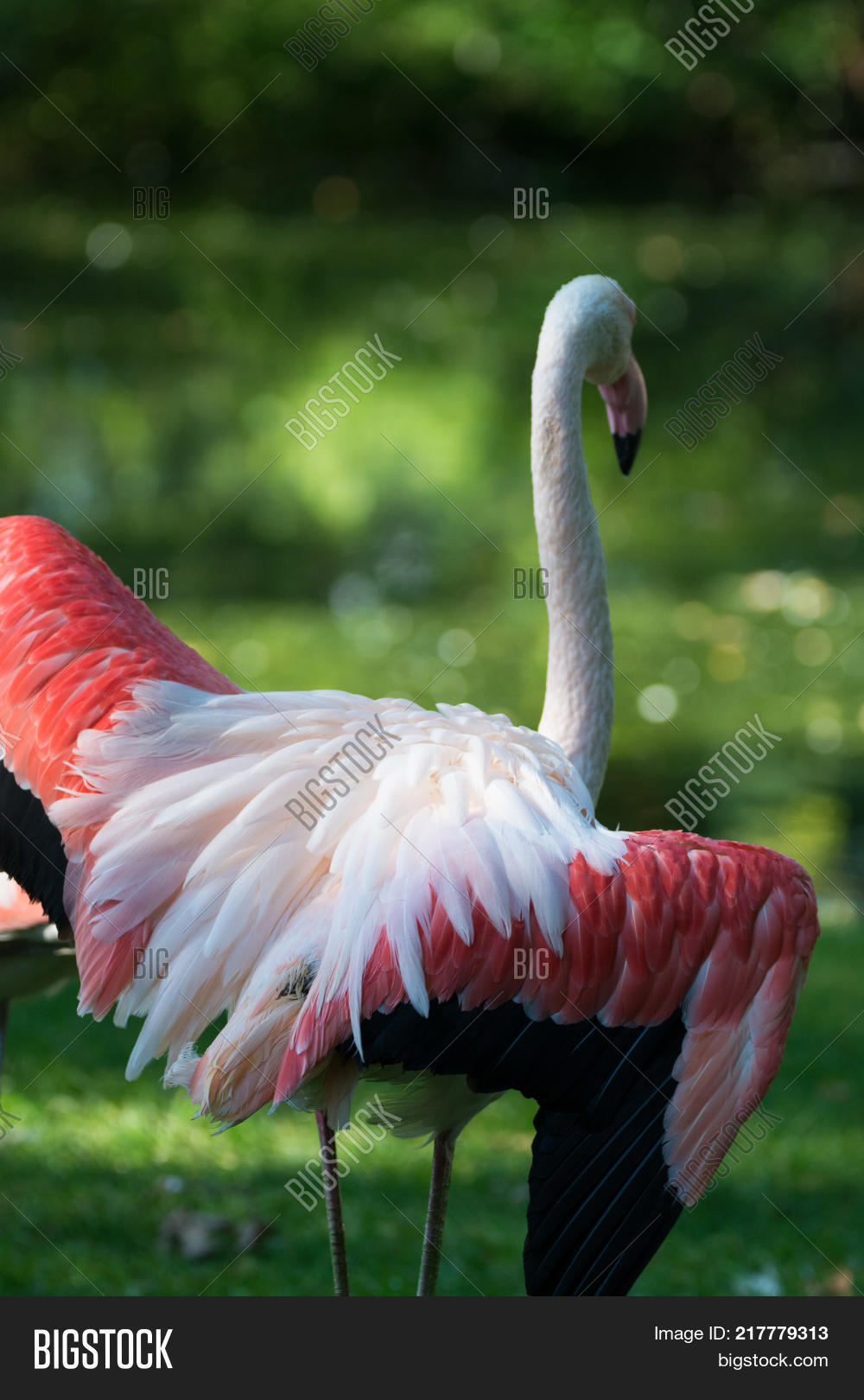 Red List Animal - Image & Photo (Free Trial) | Bigstock