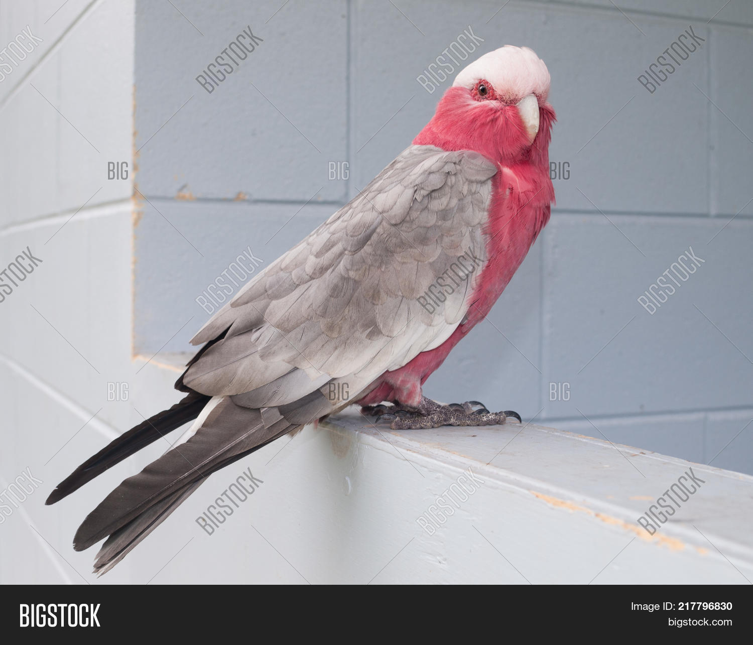 Australian Wild Pink Image & Photo (Free Trial) | Bigstock