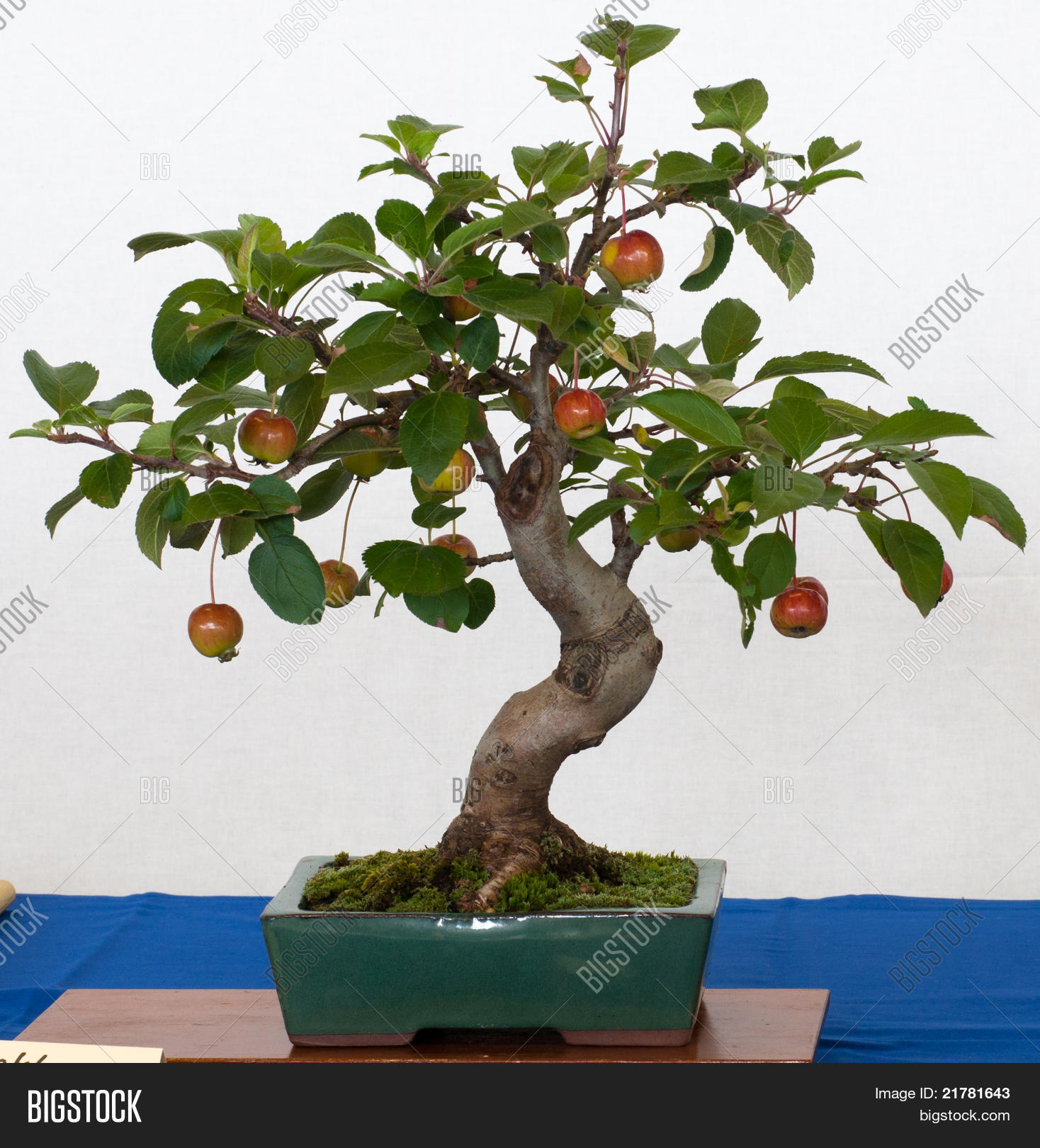 Malus Halliana Bonsai Image & Photo (Free Trial) | Bigstock