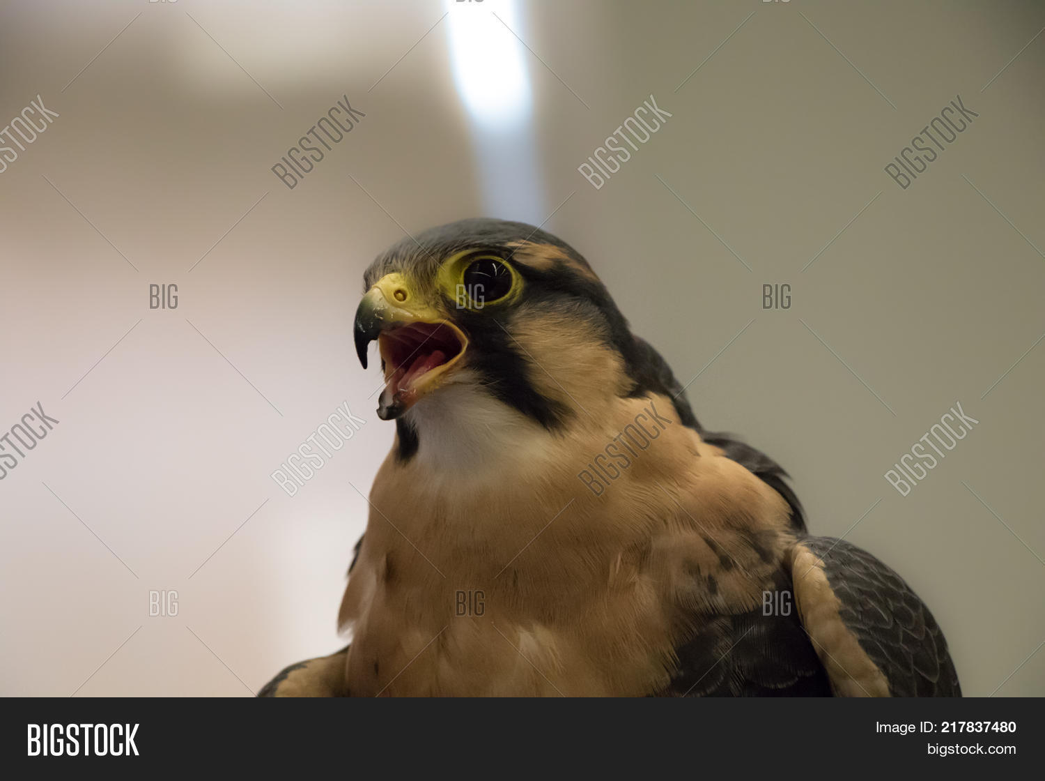Peregrine Falcon Close Image & Photo (Free Trial) | Bigstock