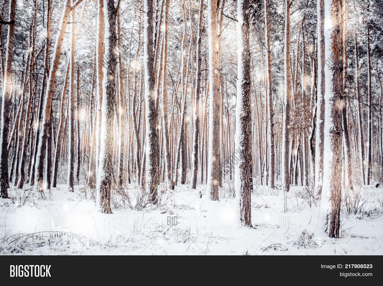 Tree Pine Spruce Magic Image & Photo (Free Trial) | Bigstock