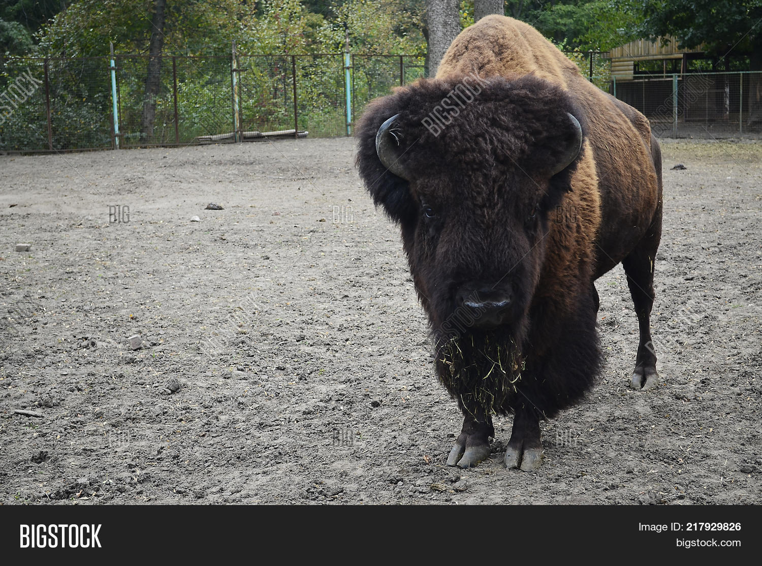Zubr, European Bison Image & Photo (Free Trial) | Bigstock
