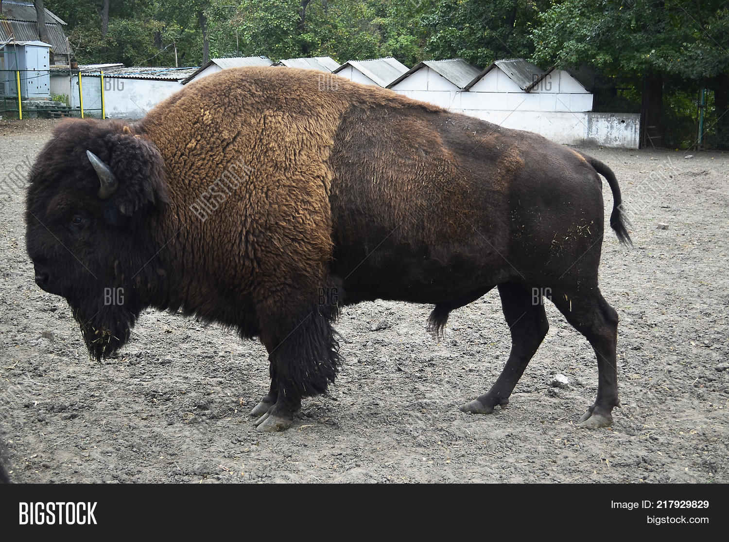 Zubr, European Bison Image & Photo (Free Trial) | Bigstock