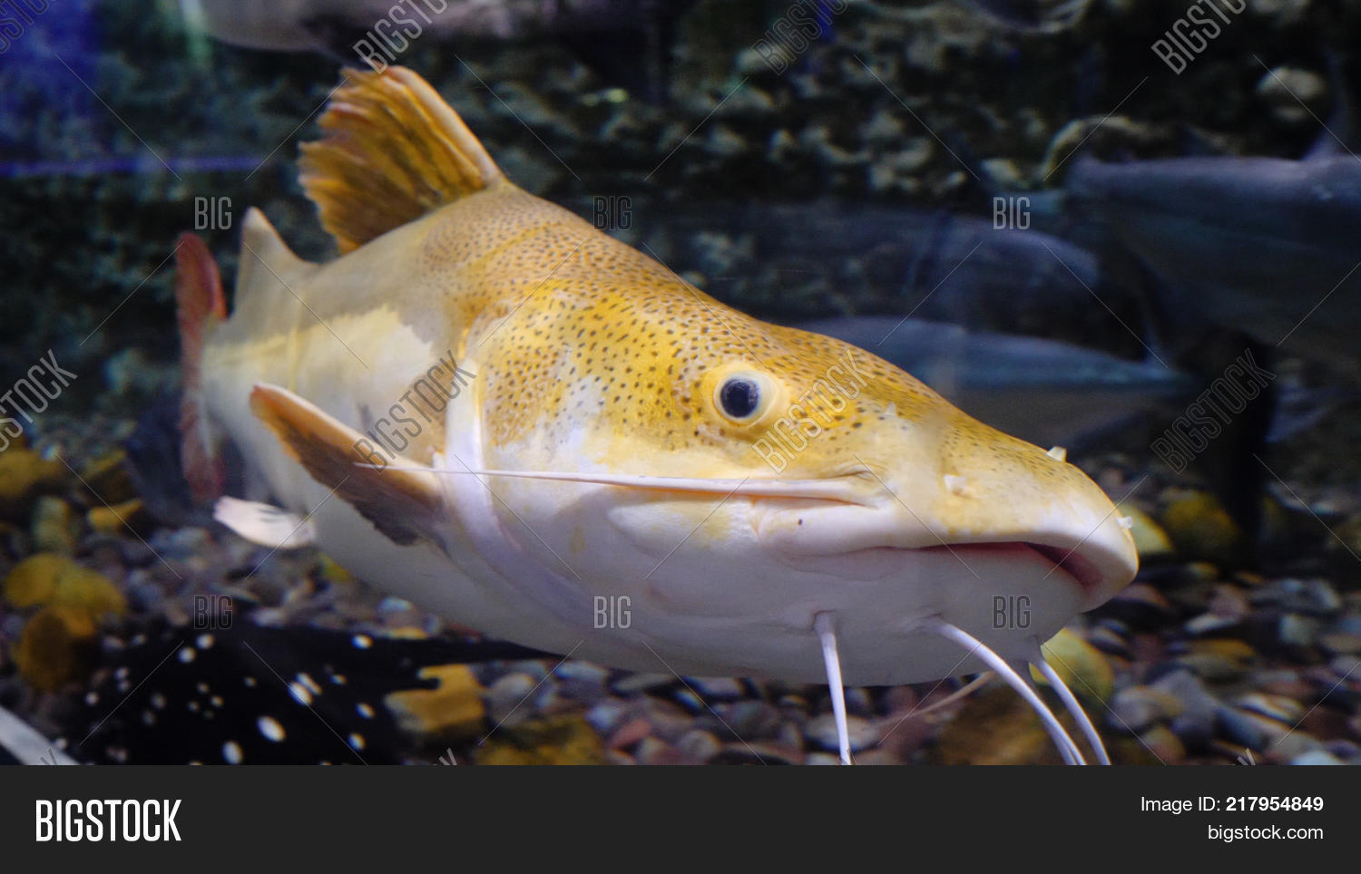 Large Fishes Swimming Image & Photo (Free Trial) | Bigstock