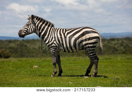 Male Plains Zebra Image & Photo (Free Trial) | Bigstock