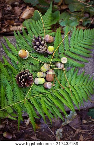 Spiky Ferns Images, Illustrations & Vectors (Free) - Bigstock