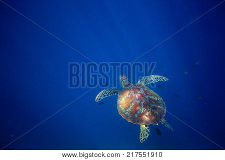 Wild Sea Turtle Blue Image & Photo (Free Trial) | Bigstock