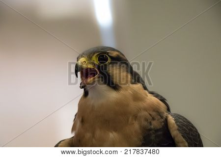 Peregrine Falcon Close Image & Photo (Free Trial) | Bigstock