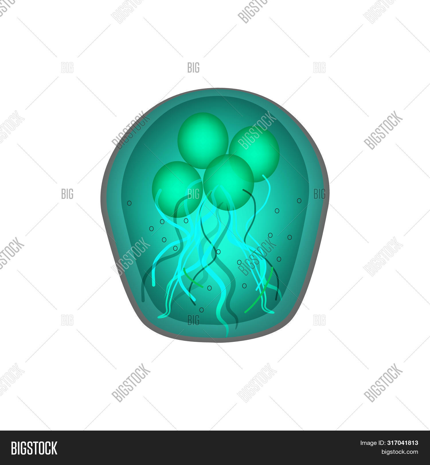 Structure Giardia Image & Photo (Free Trial) | Bigstock