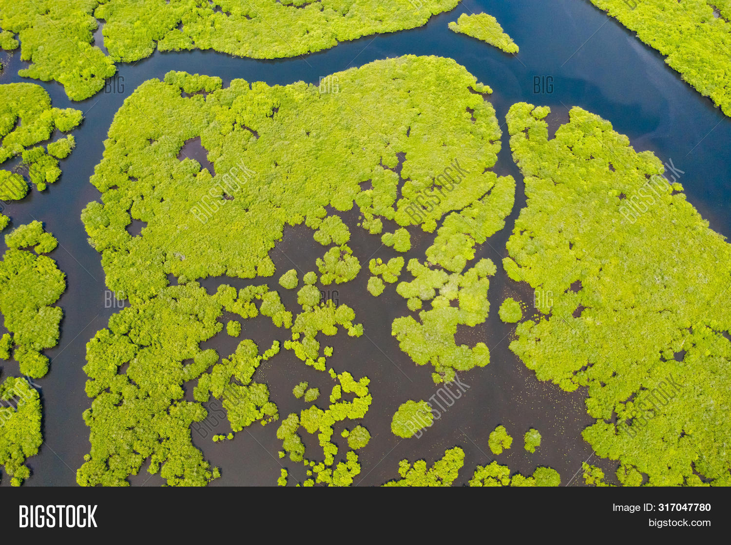 Mangroves, Top View. Image & Photo (Free Trial) | Bigstock
