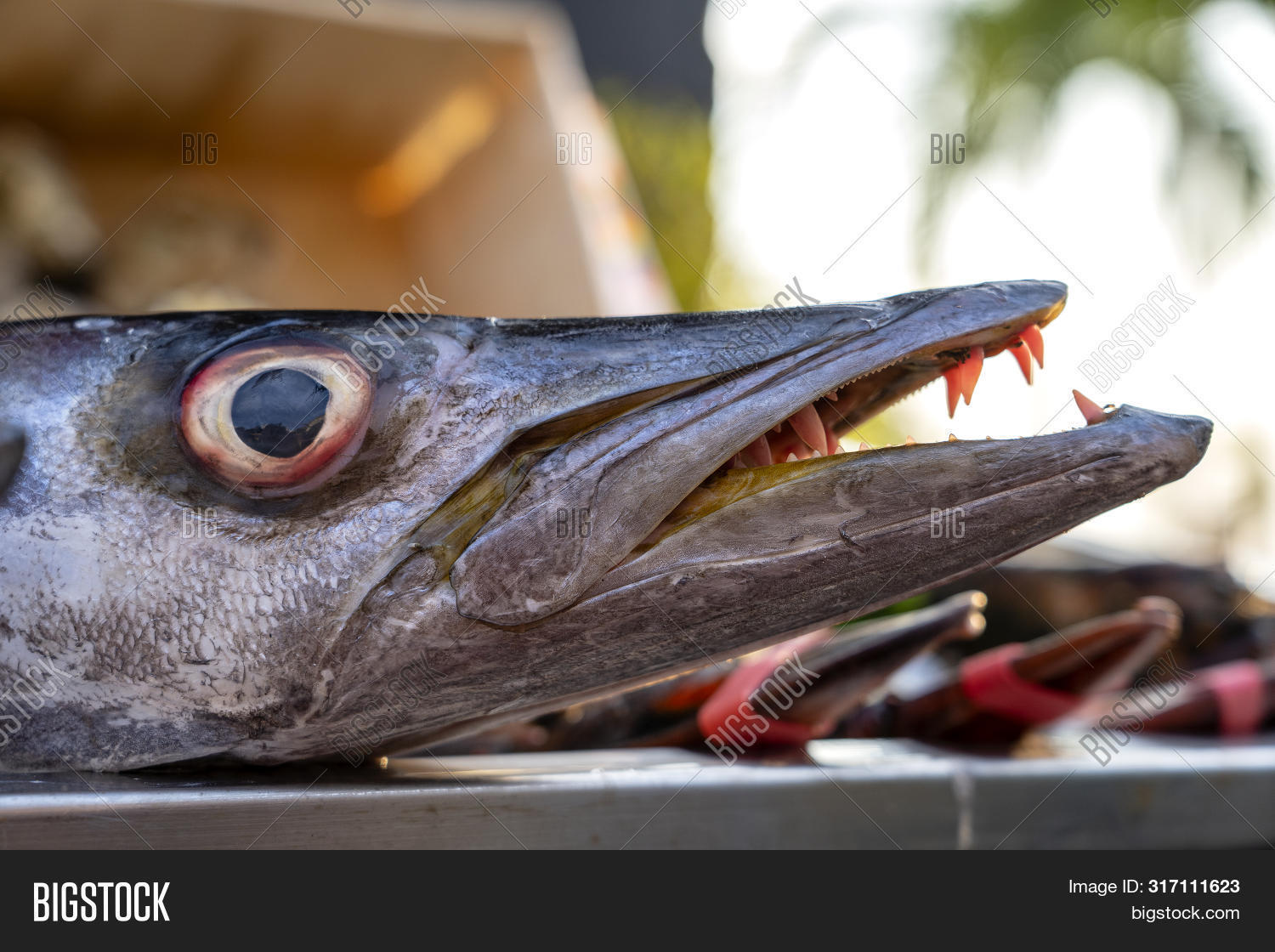 Close On Barracuda Image & Photo (Free Trial) | Bigstock