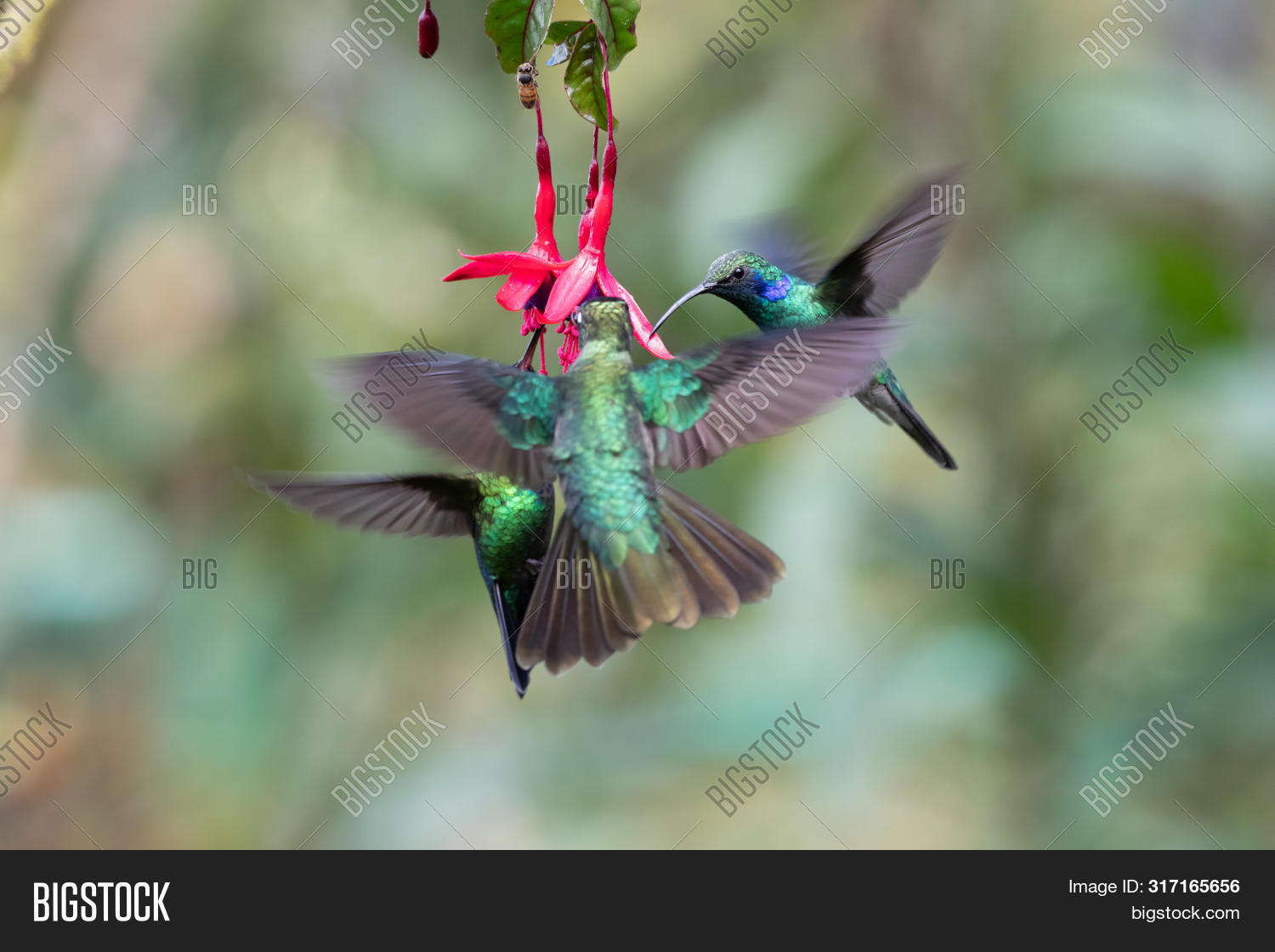 Blue Hummingbird Image & Photo (Free Trial) | Bigstock