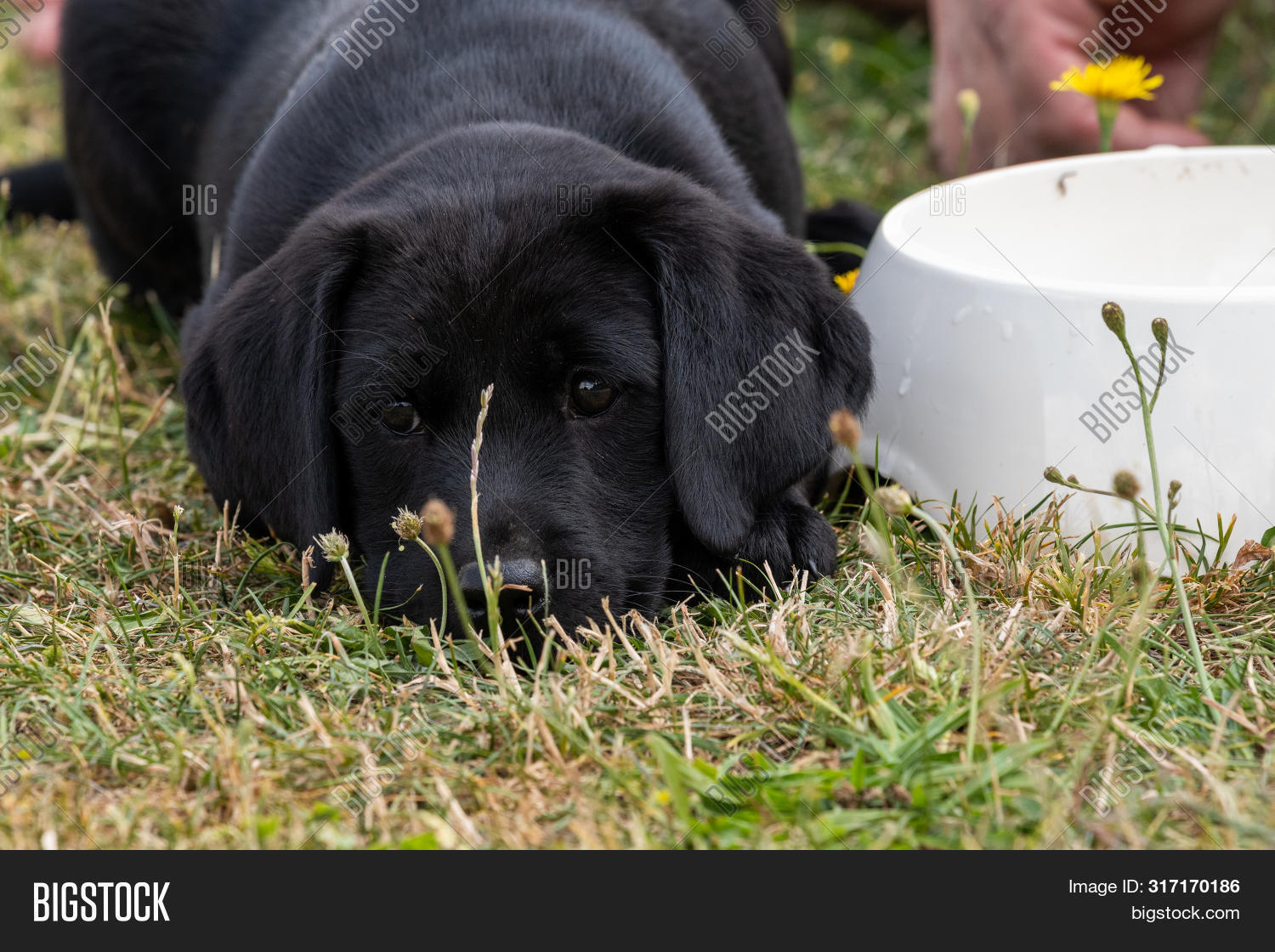 What Do I Feed My 8 Week Old Labrador Puppy