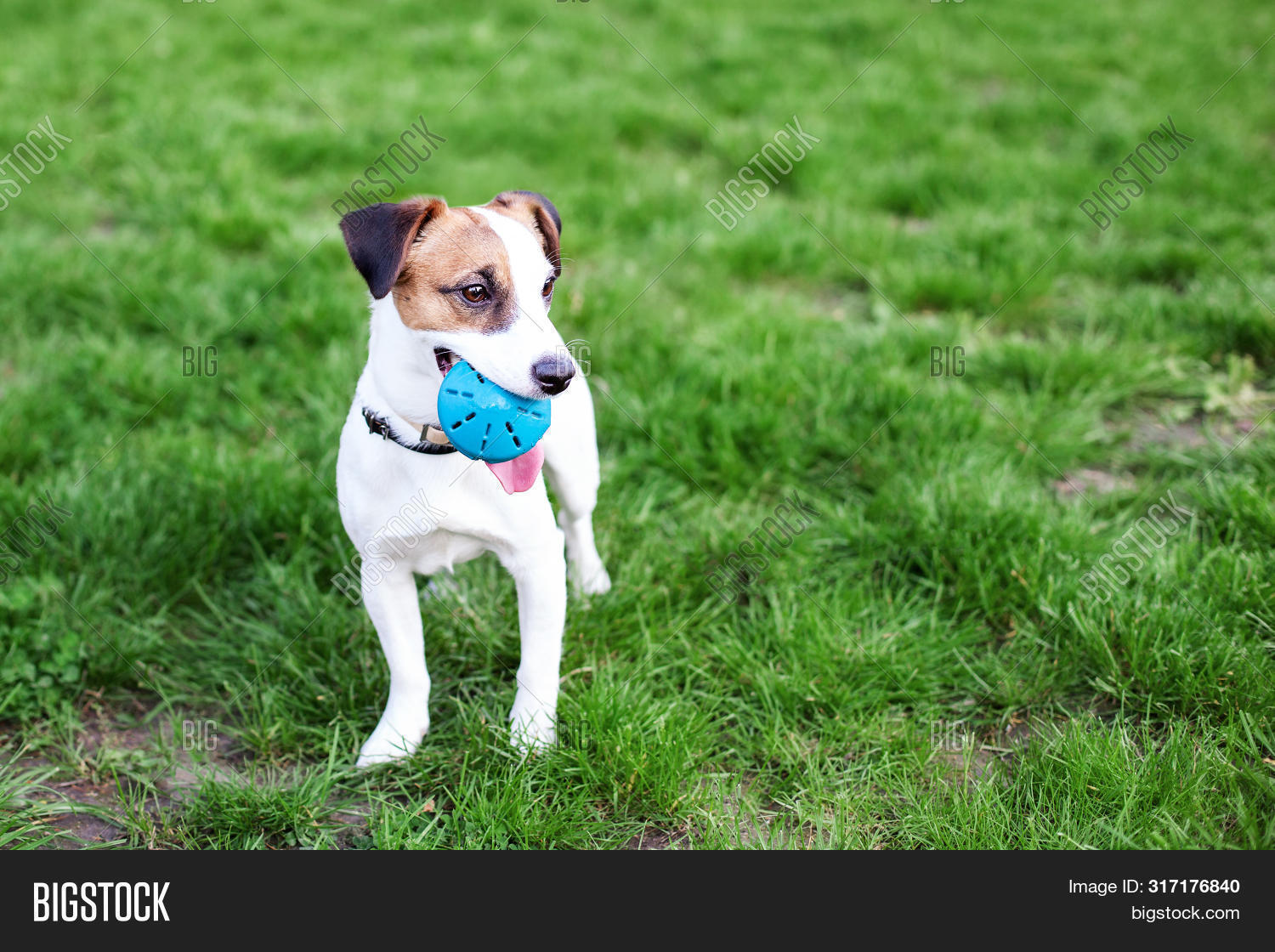 Purebred Jack Russell Image & Photo (Free Trial) | Bigstock