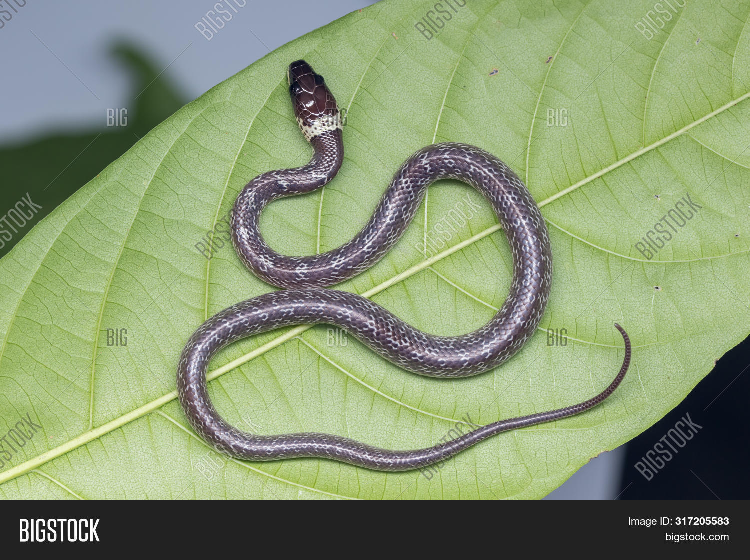Close- Small Snake On Image & Photo (Free Trial) | Bigstock