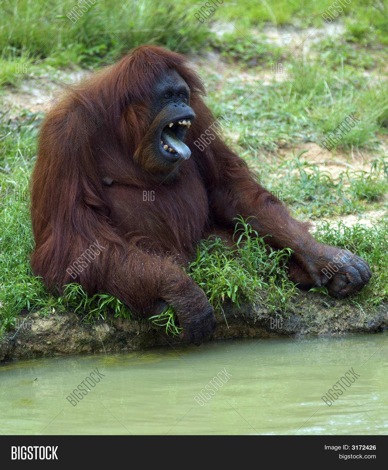 Angry Gorilla Image & Photo (Free Trial) | Bigstock