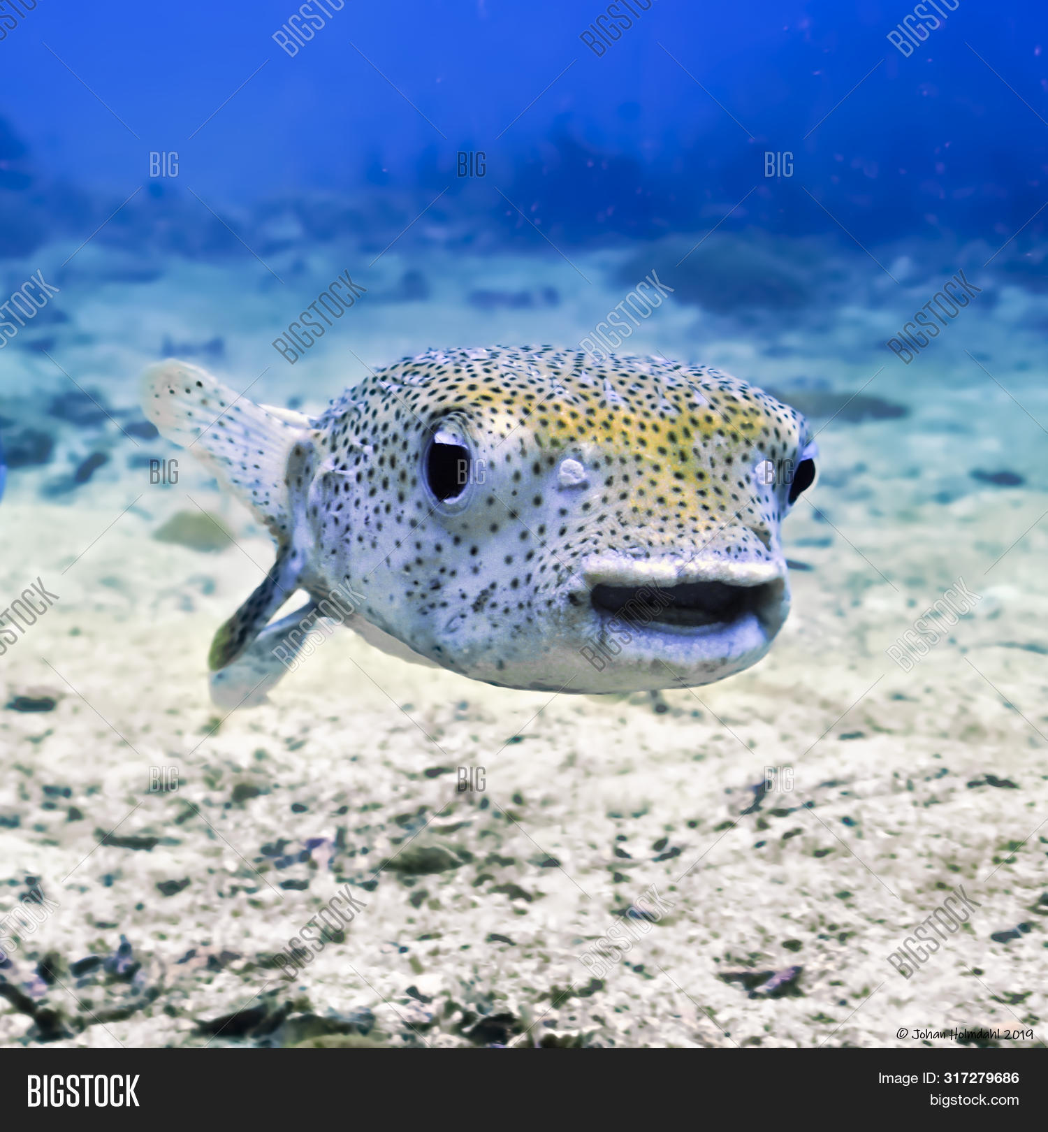 Underwaterphoto Happy Image & Photo (Free Trial) | Bigstock