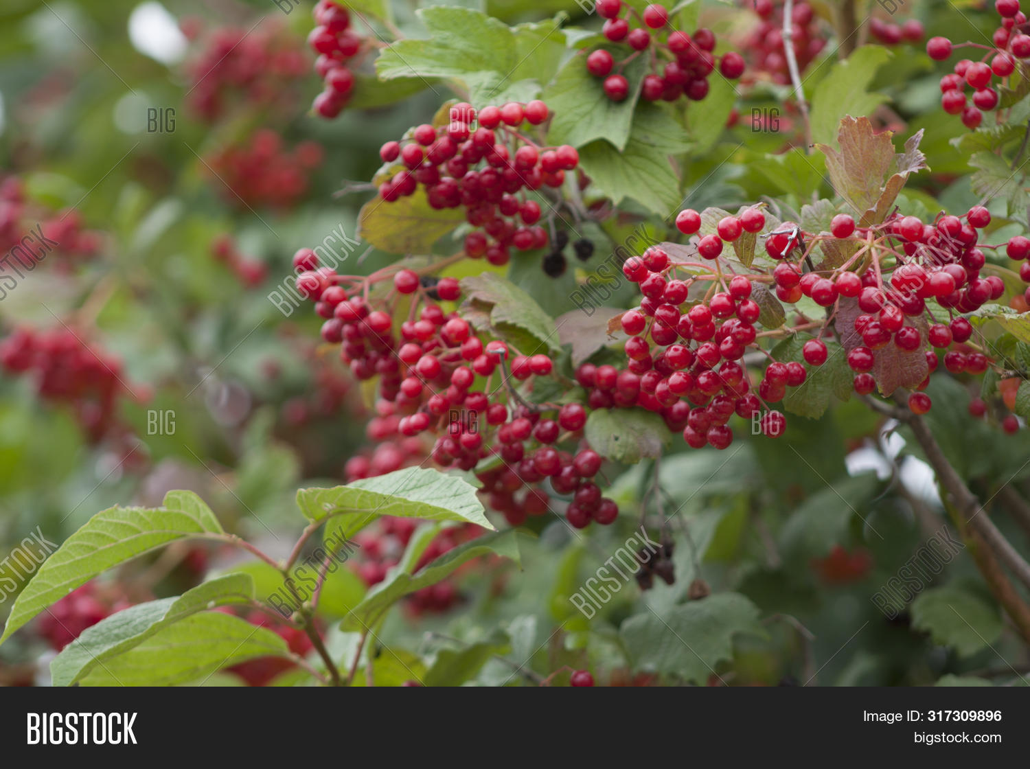 Red Berries Viburnum Image & Photo (Free Trial) | Bigstock