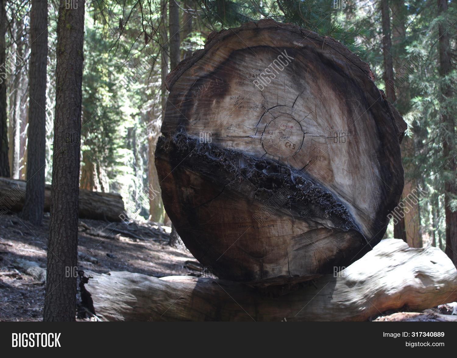 Cross Section Sequoia Image & Photo (Free Trial) | Bigstock