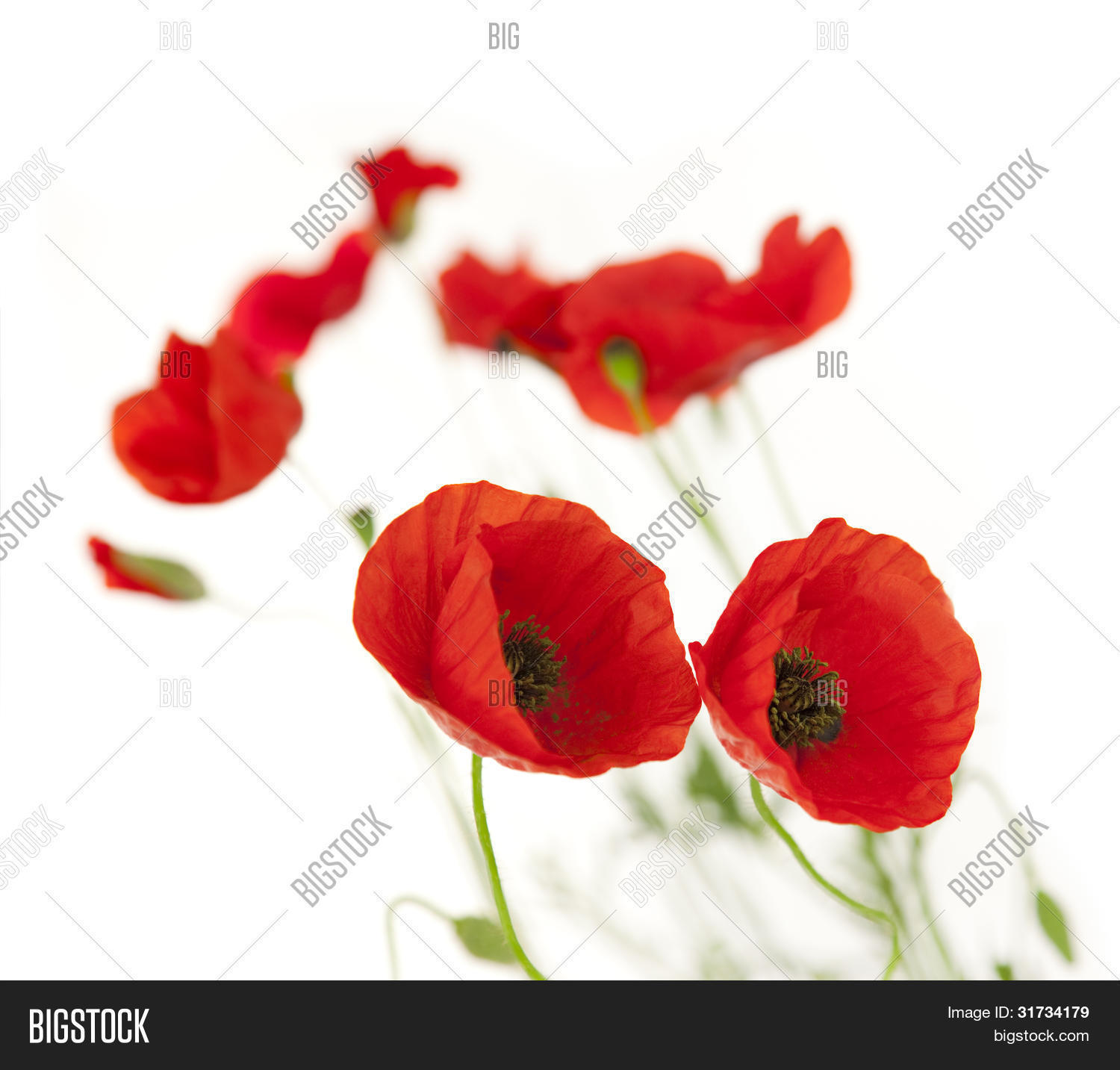 Natural Fresh Poppies Image & Photo (Free Trial) | Bigstock