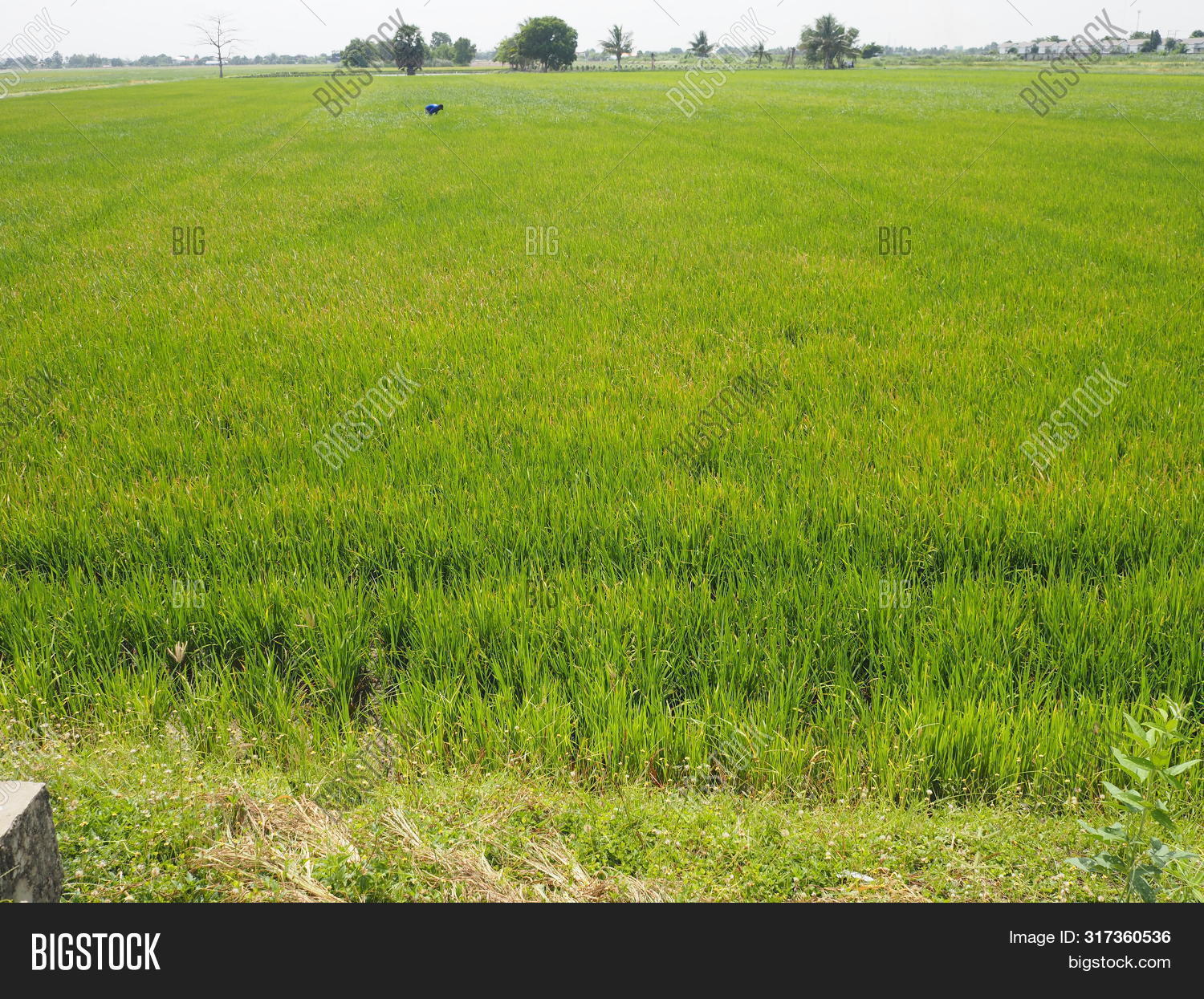 Nature Rice Tree Image & Photo (Free Trial) | Bigstock