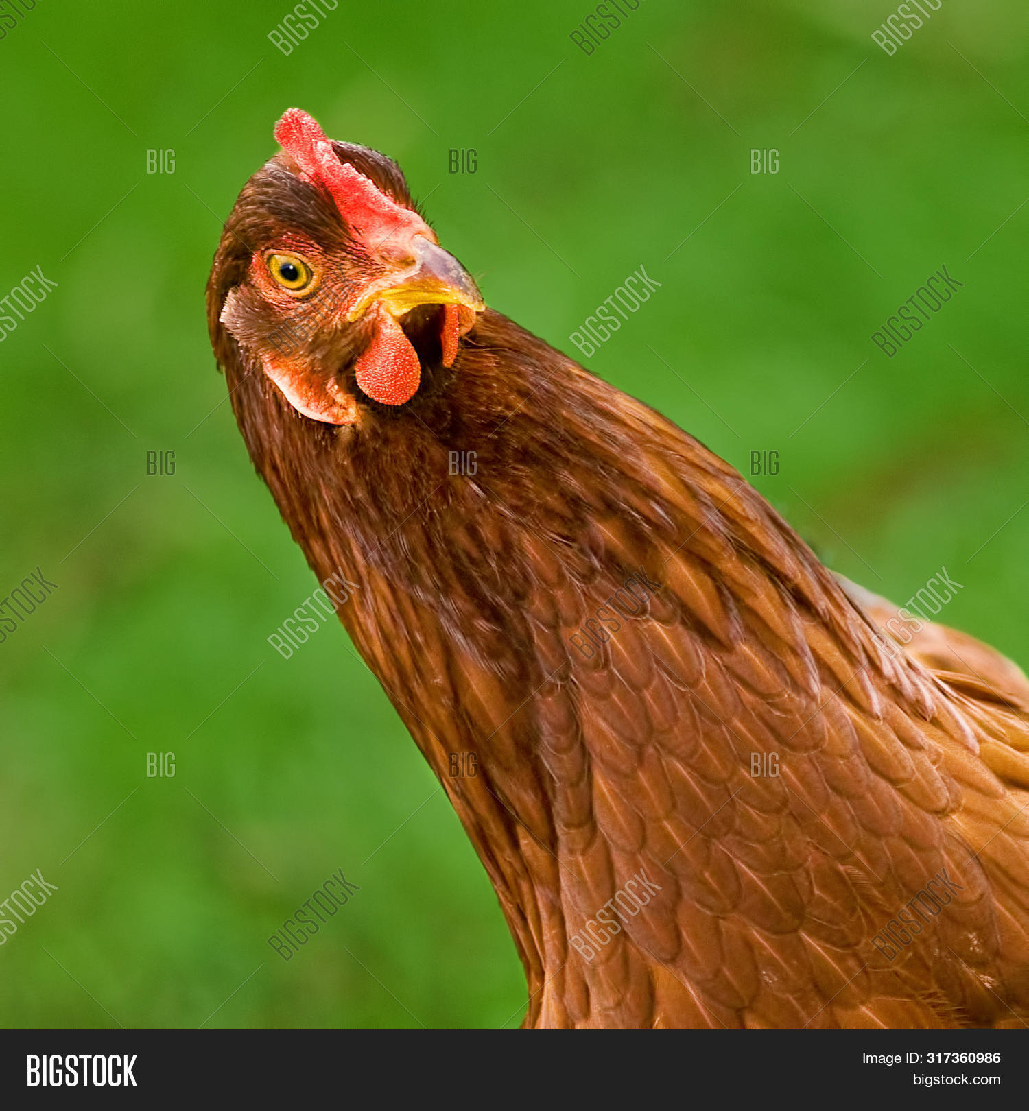 Rhode Island Red Hen Image & Photo (Free Trial) | Bigstock