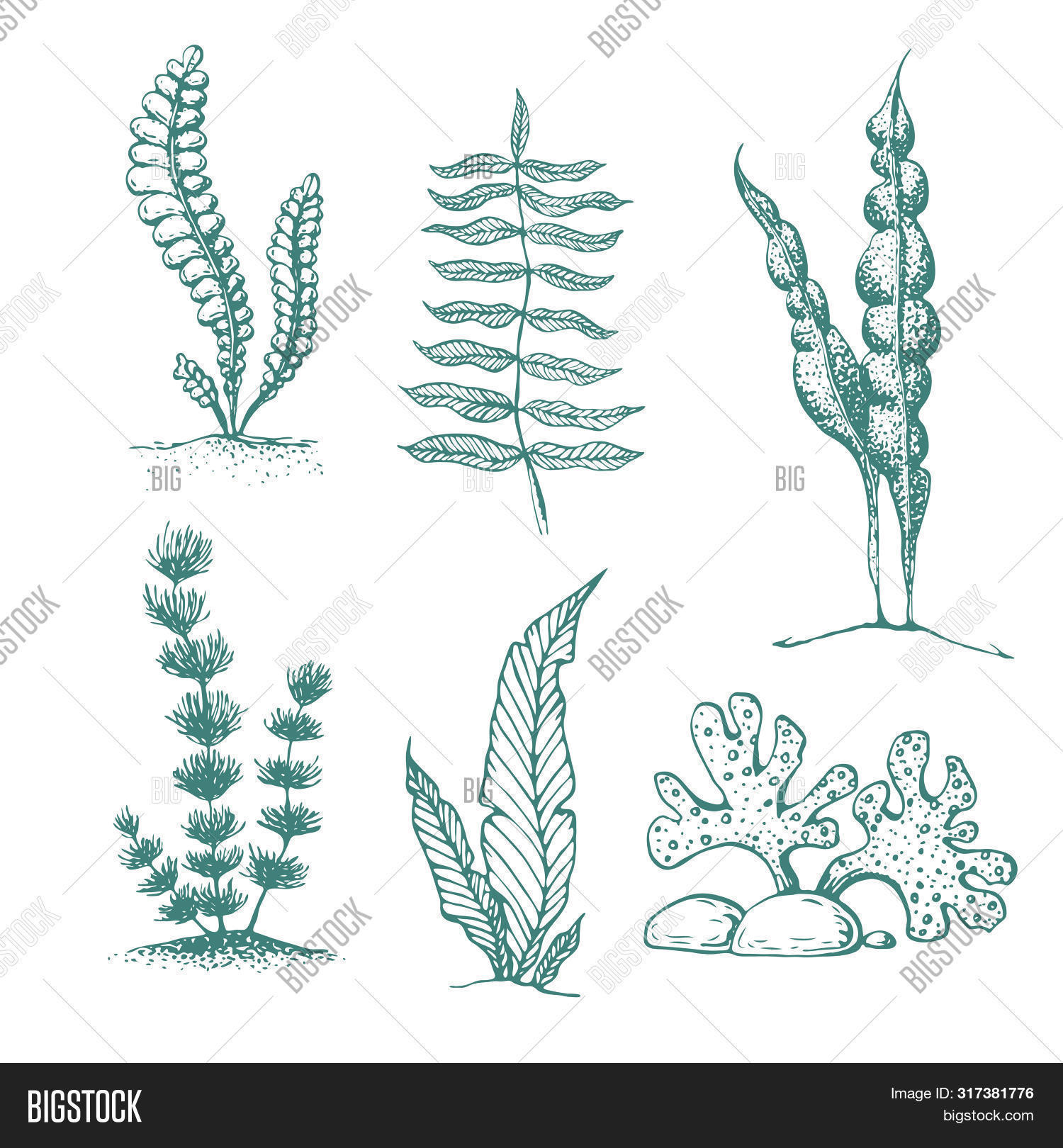 Ink Hand Drawn Seaweed Image & Photo (Free Trial) | Bigstock
