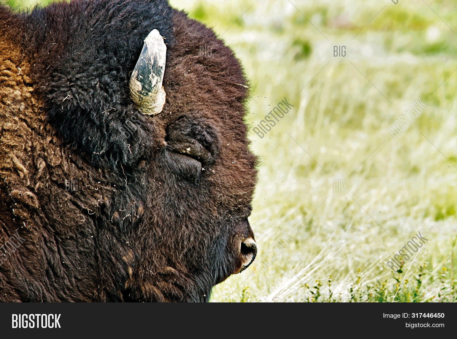 Old Buffalo Bison Image & Photo (Free Trial) | Bigstock