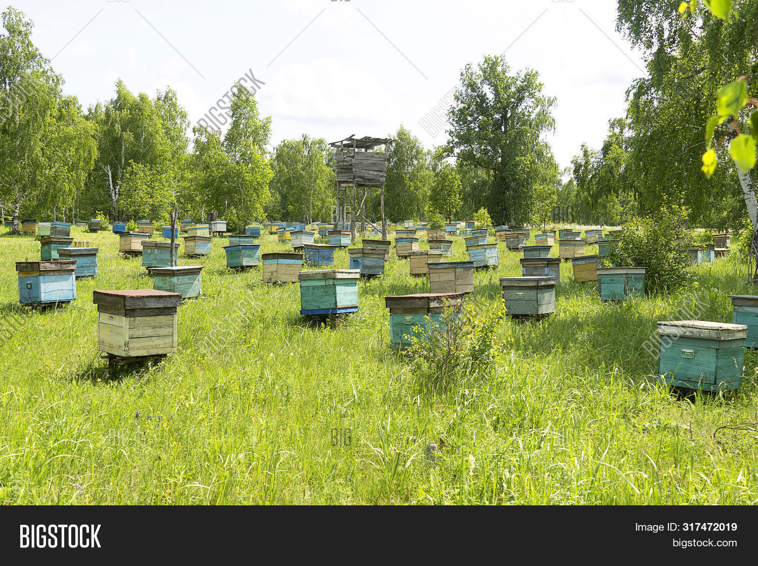 Colony Bees, Summer On Image & Photo (Free Trial) | Bigstock