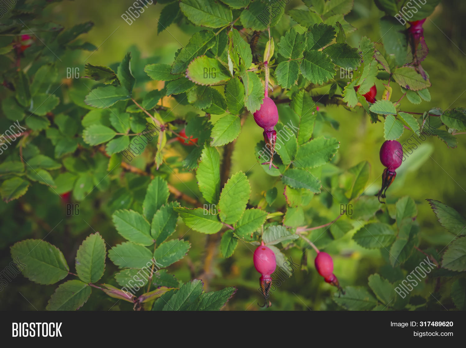 Red Brier Berry On Image & Photo (Free Trial) | Bigstock